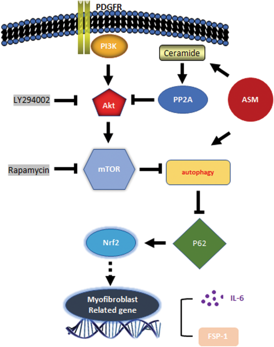Contribution of p62/SQSTM1 to PDGF-BB-induced myofibroblast-like phenotypic transition in ...