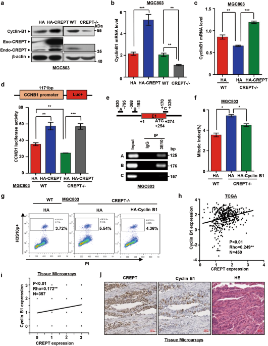 CREPT/RPRD1B associates with Aurora B to regulate Cyclin B1 expression ...