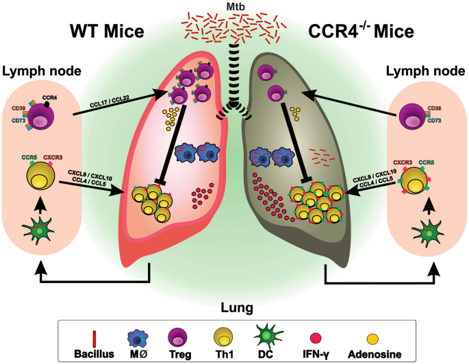 CCR4-dependent reduction in the number and suppressor function of CD4 ...