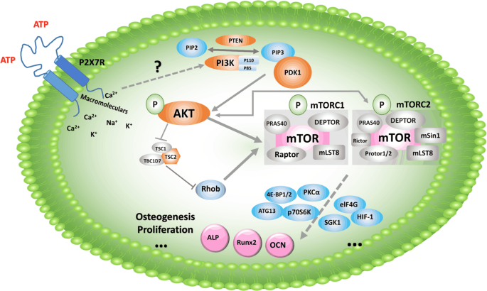 Role of the P2X7 receptor in inflammation-mediated changes in the osteogenesis of periodontal ...