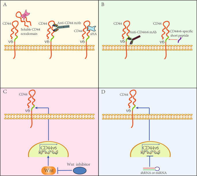 CD44v6 engages in colorectal cancer progression | Cell Death & Disease