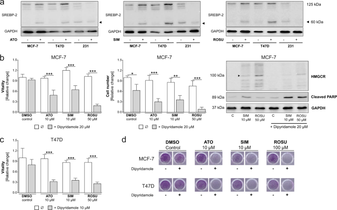 Induction of 3-hydroxy-3-methylglutaryl-CoA reductase mediates statin ...