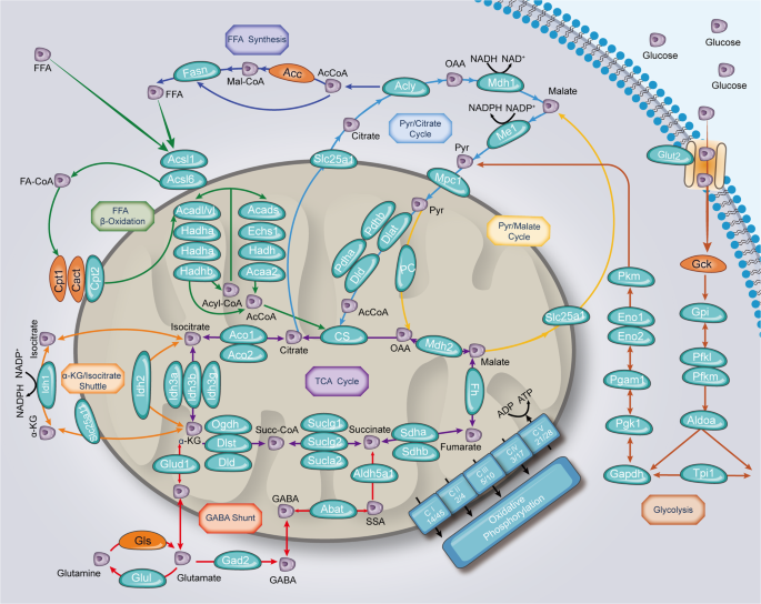 The pivotal role of protein acetylation in linking glucose and fatty ...