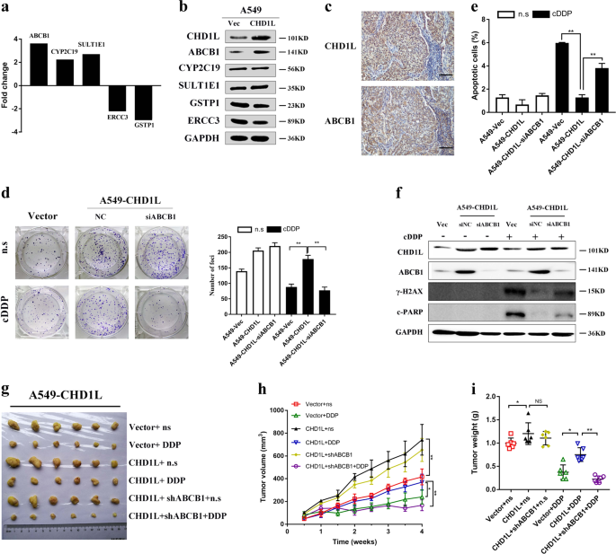 CHD1L contributes to cisplatin resistance by upregulating the ABCB1–NF ...
