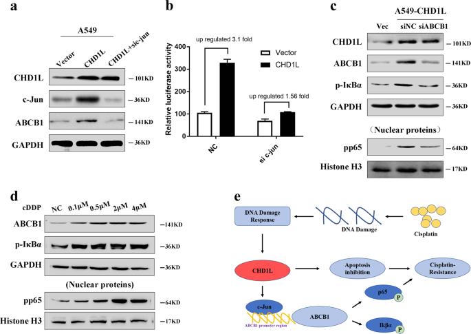 CHD1L contributes to cisplatin resistance by upregulating the ABCB1–NF ...
