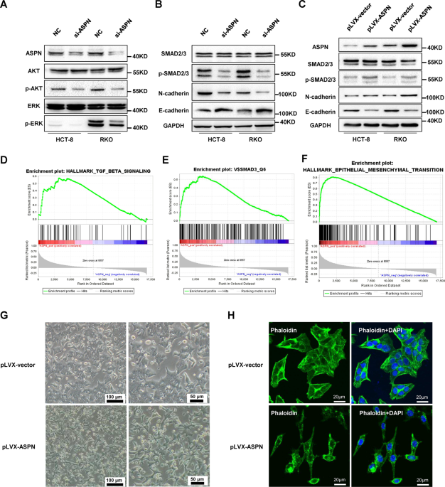 Cytoplasmic Asporin promotes cell migration by regulating TGF-β/Smad2/3 ...