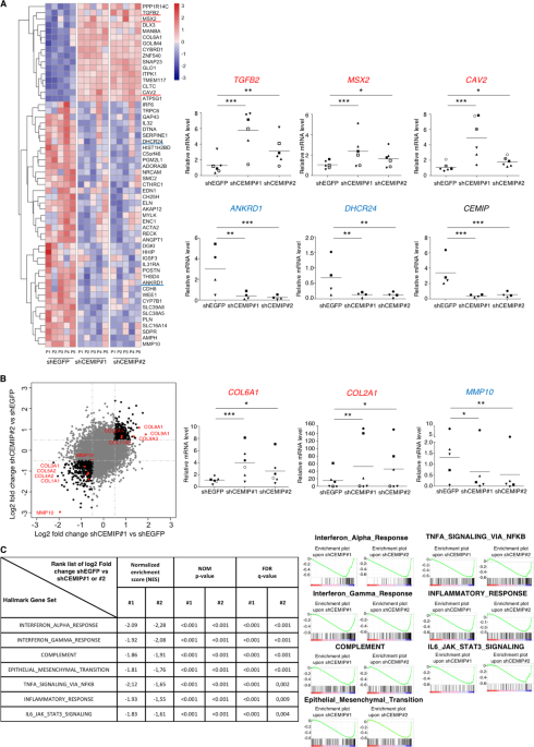 CEMIP (KIAA1199) induces a fibrosis-like process in osteoarthritic ...