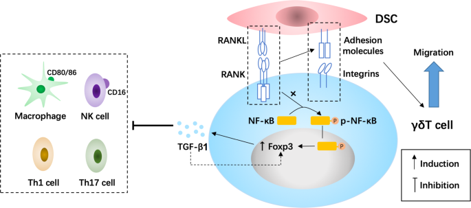 Decidual RANKL/RANK interaction promotes the residence and polarization ...