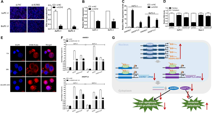 RREB1-induced upregulation of the lncRNA AGAP2-AS1 regulates the ...