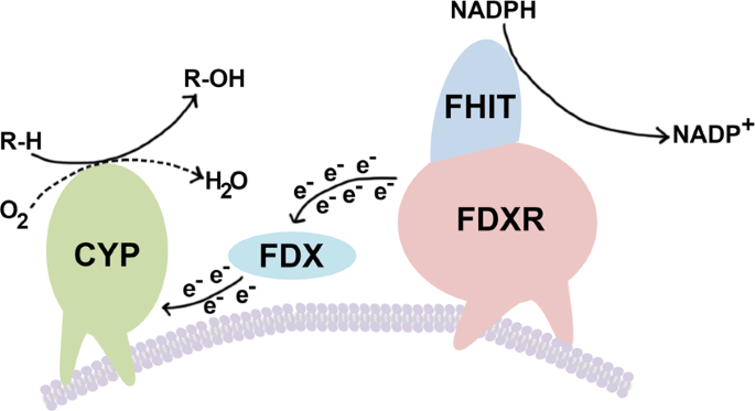 Fhit–Fdxr interaction in the mitochondria: modulation of reactive ...