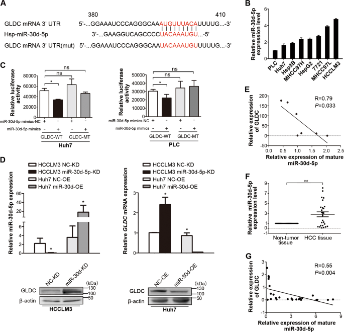 Glycine decarboxylase induces autophagy and is downregulated by miRNA ...