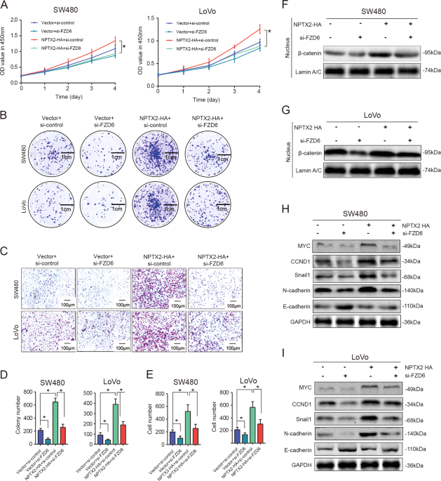 NPTX2 promotes colorectal cancer growth and liver metastasis by the ...