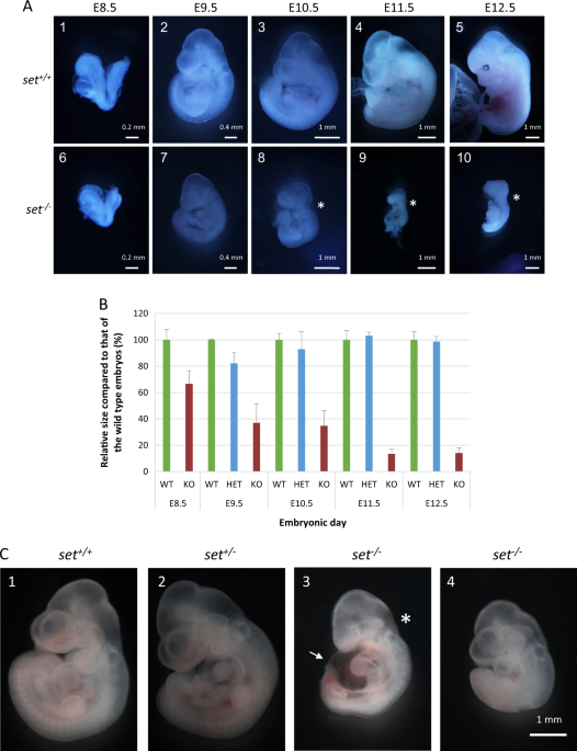 Loss of SET reveals both the p53-dependent and the p53-independent ...