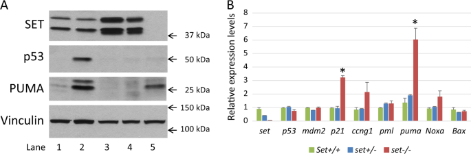 Loss of SET reveals both the p53-dependent and the p53-independent ...