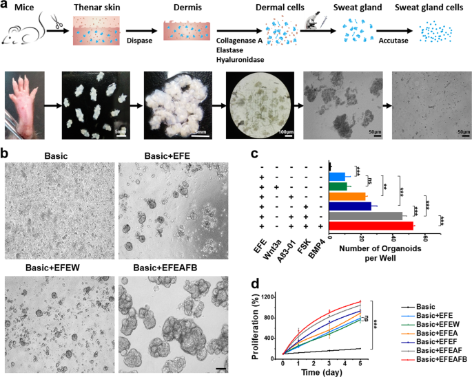 Sweat gland organoids contribute to cutaneous wound healing and sweat ...