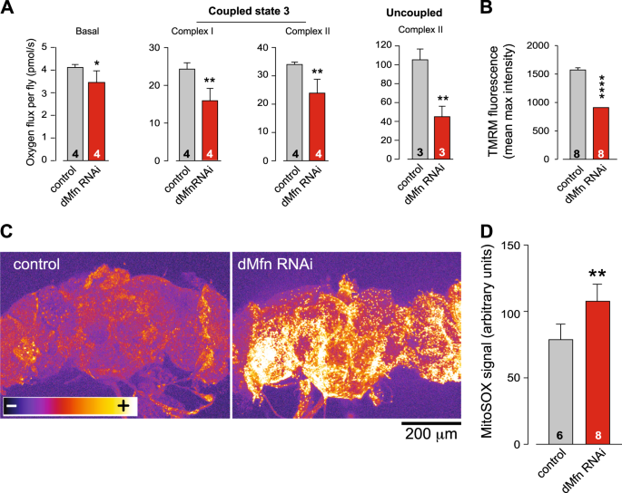 Enhancing folic acid metabolism suppresses defects associated with loss ...