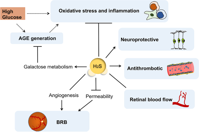 Hydrogen sulfide: a gaseous signaling molecule modulates tissue ...
