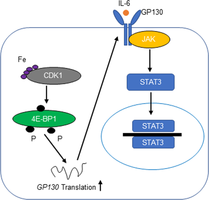 Iron-dependent CDK1 activity promotes lung carcinogenesis via ...
