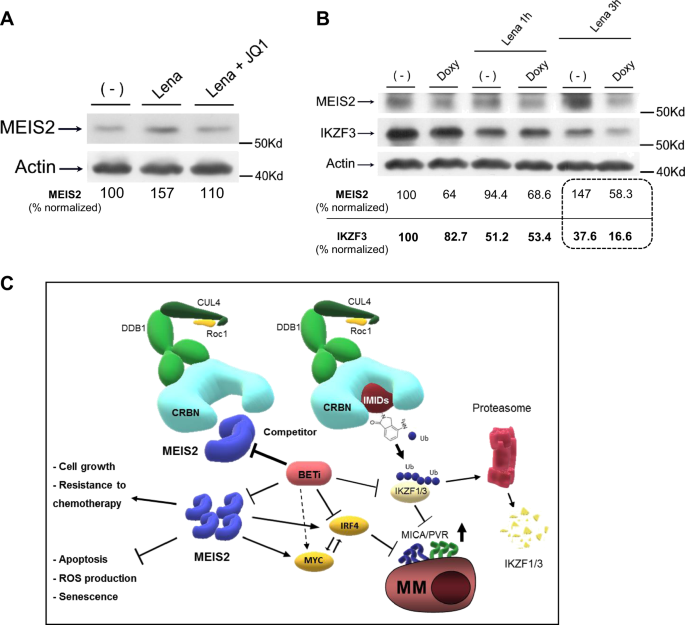 The homeobox transcription factor MEIS2 is a regulator of cancer cell ...