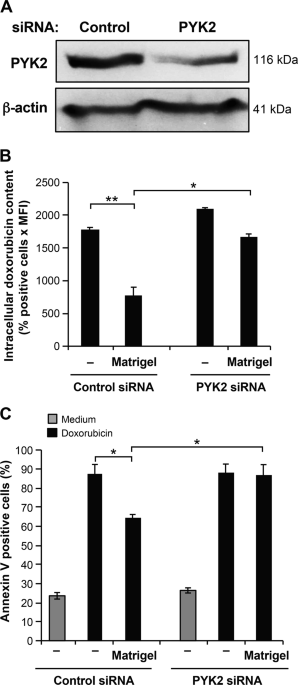 Beta1 integrin blockade overcomes doxorubicin resistance in human T ...