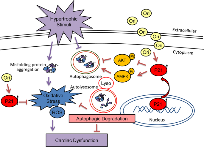 Oridonin protects against cardiac hypertrophy by promoting P21-related ...