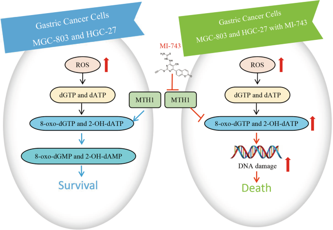 Potent And Specific Mth1 Inhibitors Targeting Gastric Cancer Cell