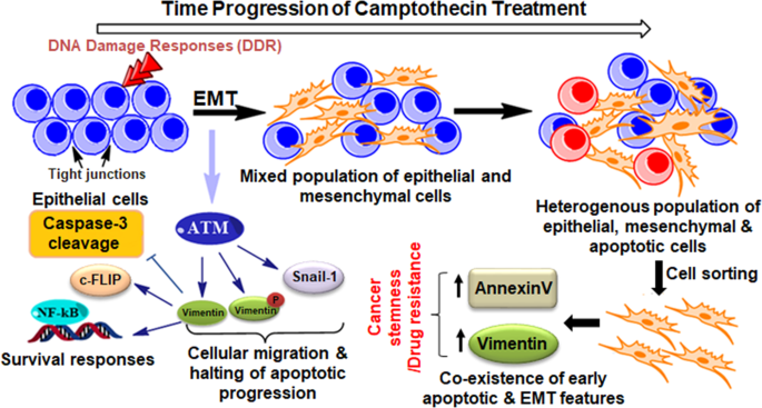 Vimentin activation in early apoptotic cancer cells errands survival ...