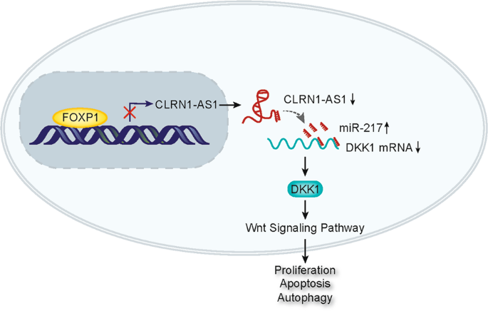 FOXP1-induced lncRNA CLRN1-AS1 acts as a tumor suppressor in pituitary ...