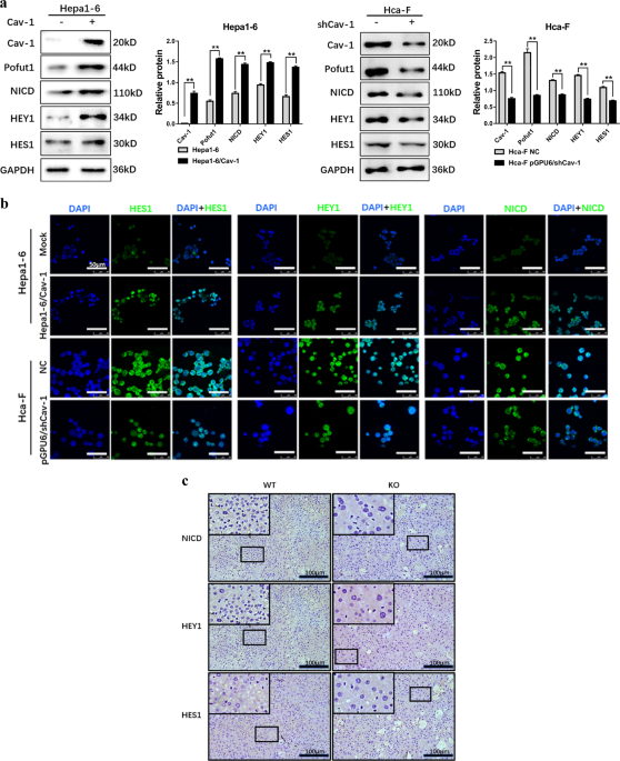 Caveolin-1 promotes invasion and metastasis by upregulating Pofut1 ...
