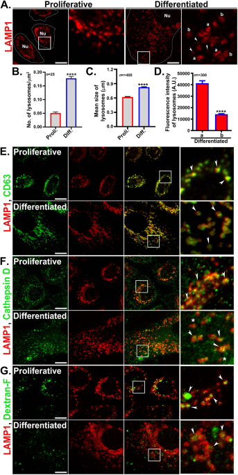 Biogenesis of specialized lysosomes in differentiated keratinocytes ...