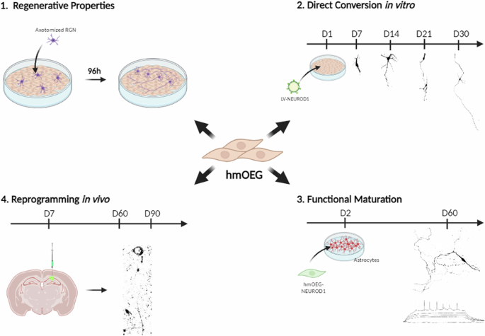 Generation of functional neurons from adult human mucosal olfactory ...