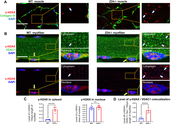 mtDNA release promotes cGAS-STING activation and accelerated aging of ...