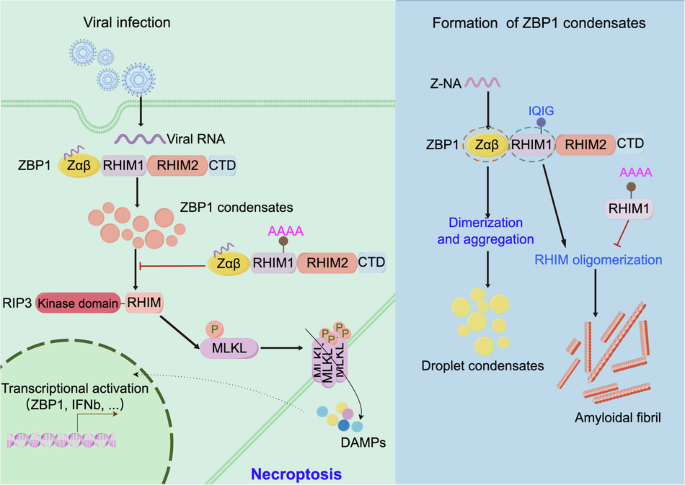ZBP1 condensate formation synergizes Z-NAs recognition and signal transduction | Cell Death ...