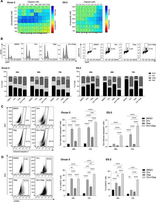 Onvansertib treatment overcomes olaparib resistance in high-grade ...