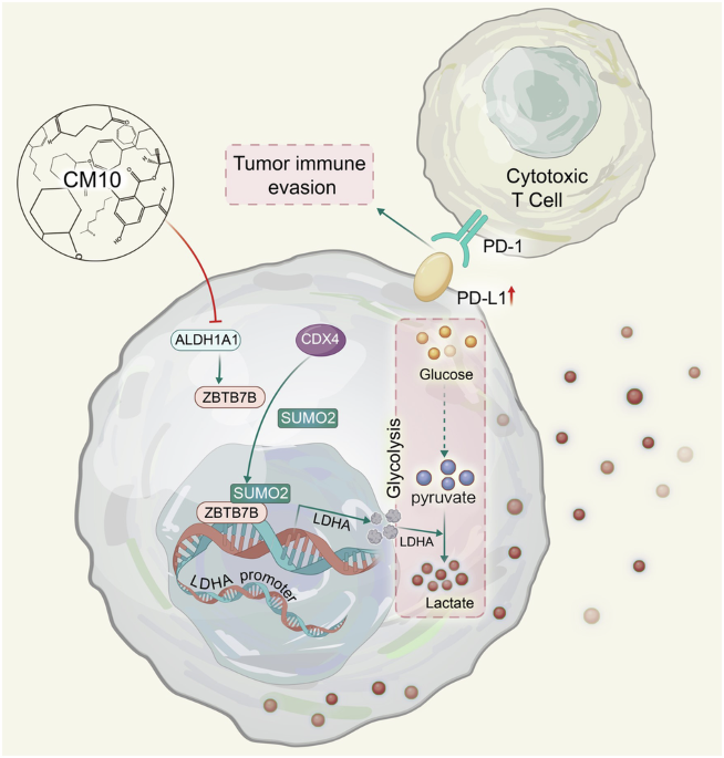 ALDH1A1 promotes immune escape of tumor cells through ZBTB7B-glycolysis ...