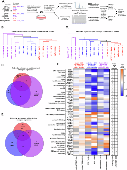 A common druggable signature of oncogenic c-Myc, mutant KRAS and mutant p53 reveals functional ...