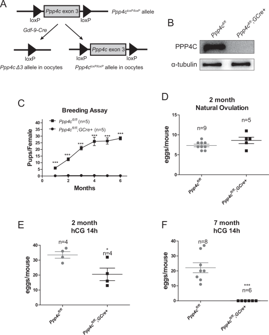Protein phosphatase 4 maintains the survival of primordial follicles by ...