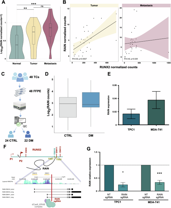 Exploring the transcriptional cooperation between RUNX2 and its associated elncRNA RAIN | Cell ...