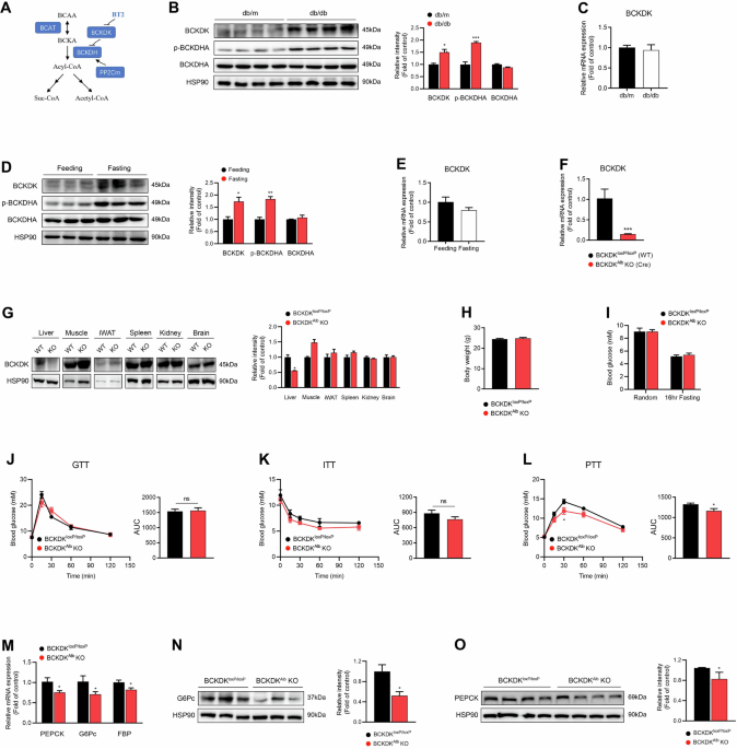 BCKDH kinase promotes hepatic gluconeogenesis independent of BCKDHA ...
