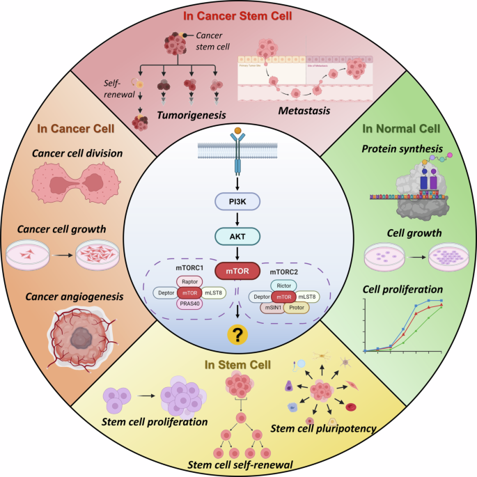 Targeted therapy of cancer stem cells: inhibition of mTOR in pre ...