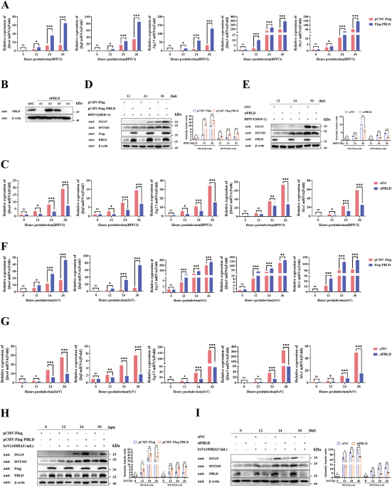 PBLD promotes IRF3 mediated the type I interferon (IFN-I) response and ...