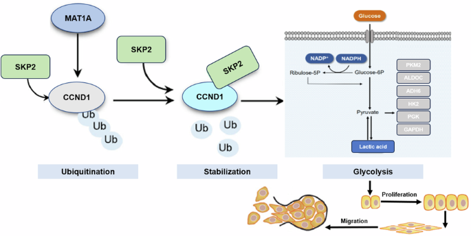 MAT1A activation of glycolysis to promote NSCLC progression depends on ...