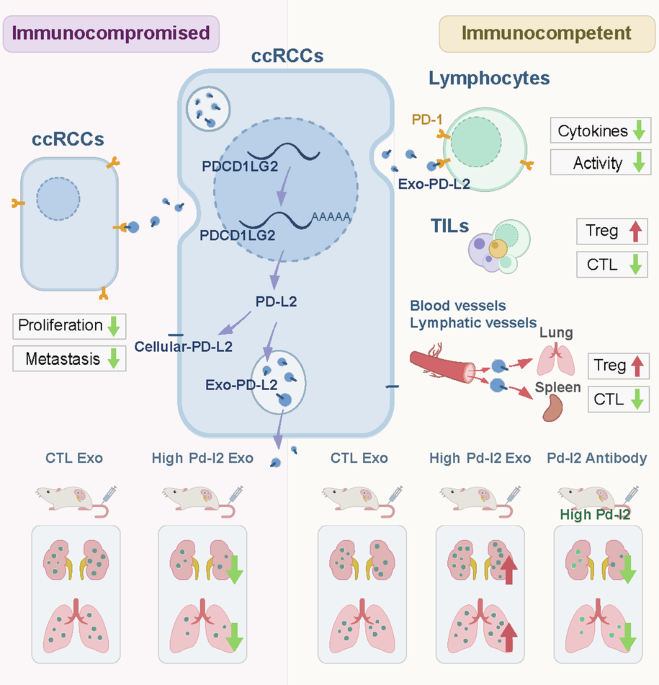 PD-L2 of tumor-derived exosomes mediates the immune escape of cancer ...