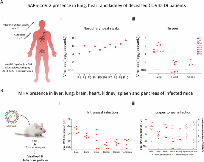 Blood matters: the hematological signatures of Coronavirus infection ...
