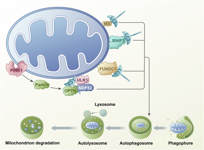 Mitophagy in ischemic heart disease: molecular mechanisms and clinical management | Cell Death ...