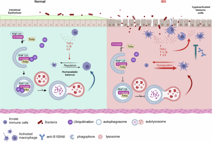 RNF128 deficiency in macrophages promotes colonic inflammation by ...