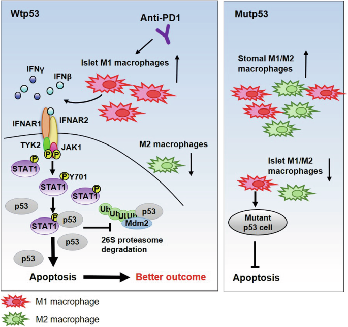 Tp53 determines the spatial dynamics of M1/M2 tumor-associated ...