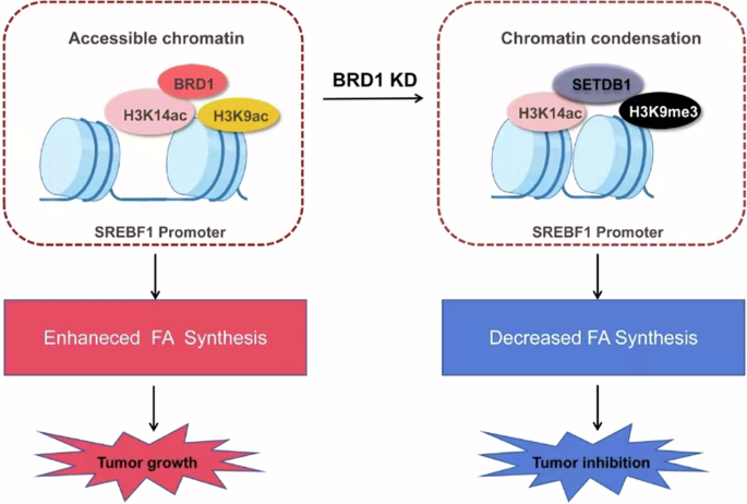 BRD1 deficiency affects SREBF1-related lipid metabolism through ...