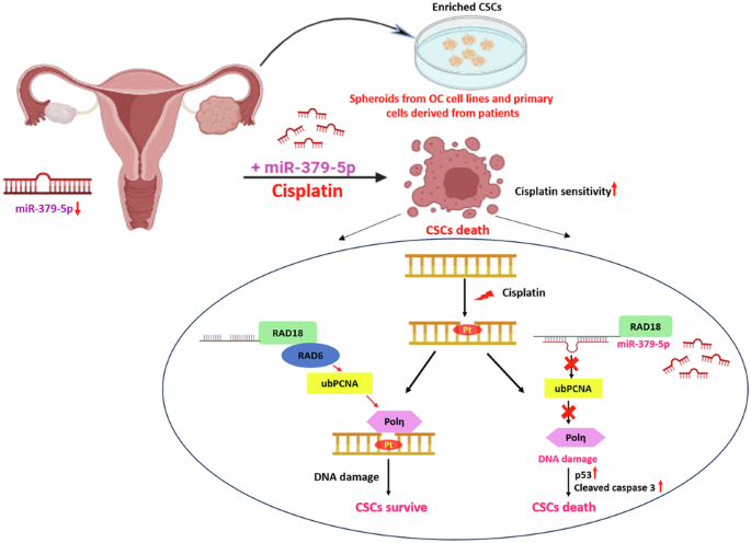 MicroRNA-379-5p attenuates cancer stem cells and reduces cisplatin ...