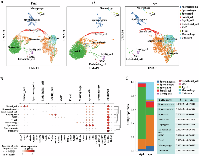 Single-cell RNA-seq and pathological phenotype reveal the functional atlas and precise roles of ...